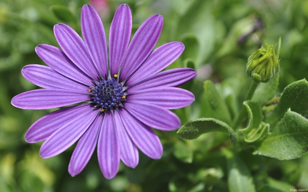 Weekly Aqua and Flora Dynamic Windows Theme Updates for 15 May 2012 ...